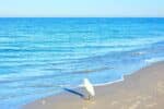 The Secluded Florida Barrier Island of Casey Key is Home to a Literary ...